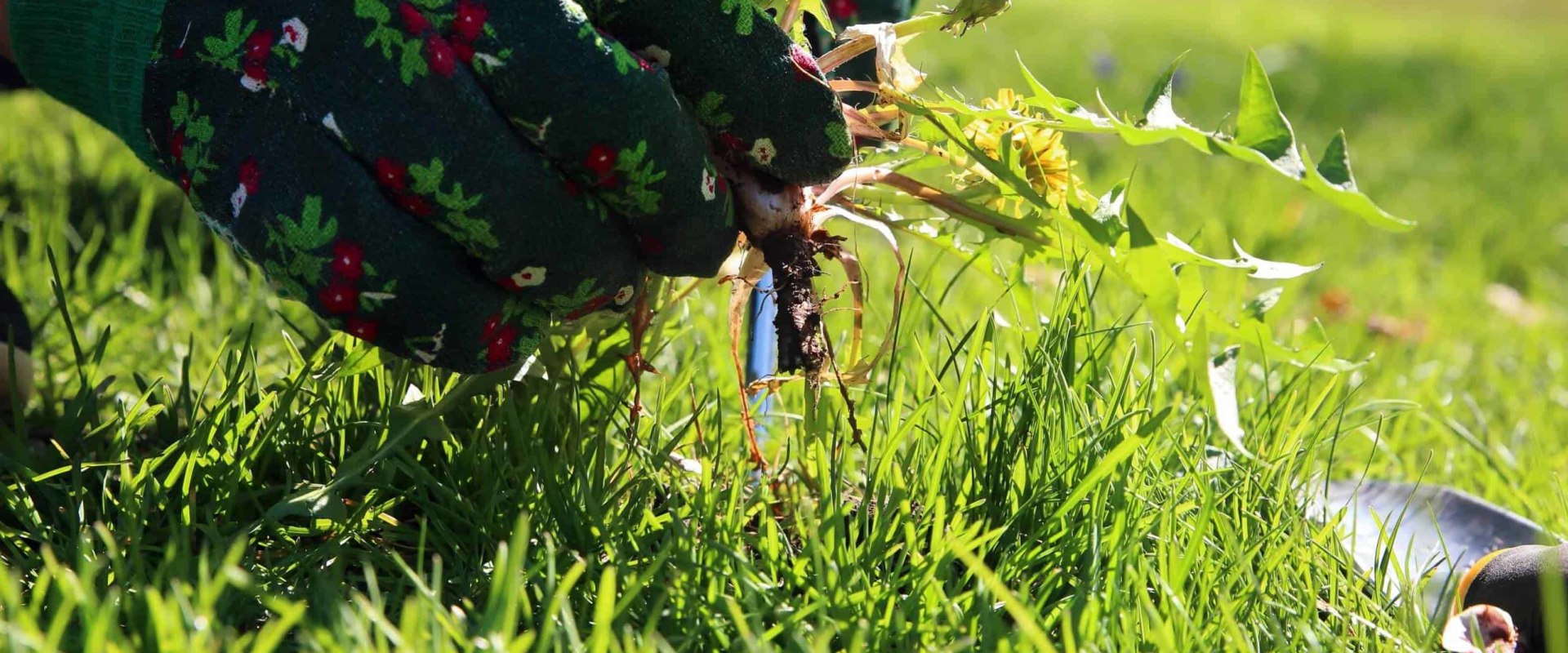 Controlling Weeds in Groundskeeping: Expert Tips and Techniques