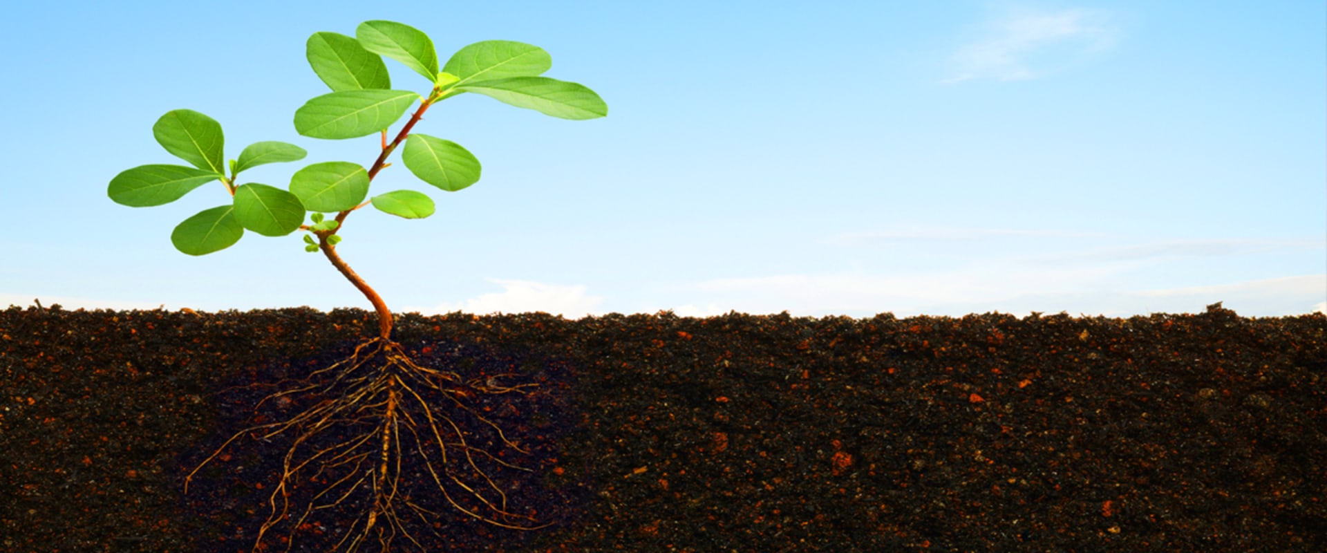 Controlling Pests and Insects in Groundskeeping: Expert Tips and Techniques