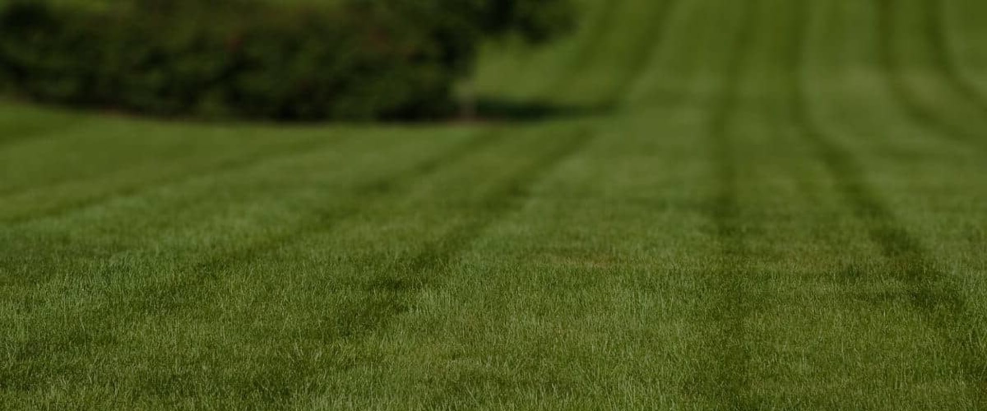 Turf Triumph: The Art Of Groundskeeping And Weed Control In Plano, TX